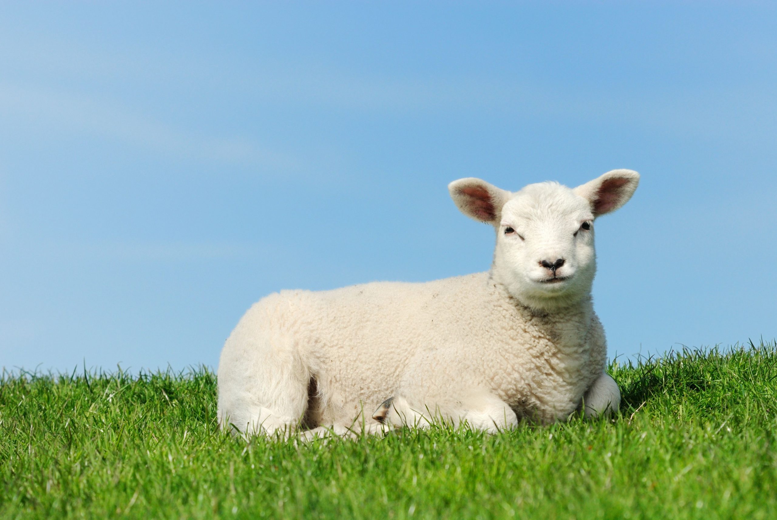 El Discípulo 33.2 - discipulospr.org